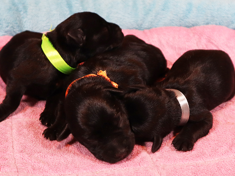 Kennel Arca Halu - Valper